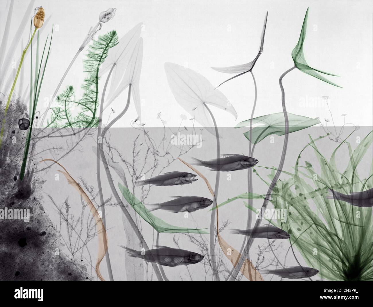 Freshwater fish in a pond, X-ray Stock Photo - Alamy