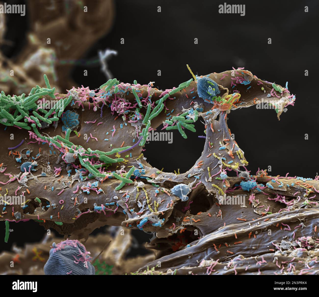 Soil bacteria, SEM Stock Photo - Alamy