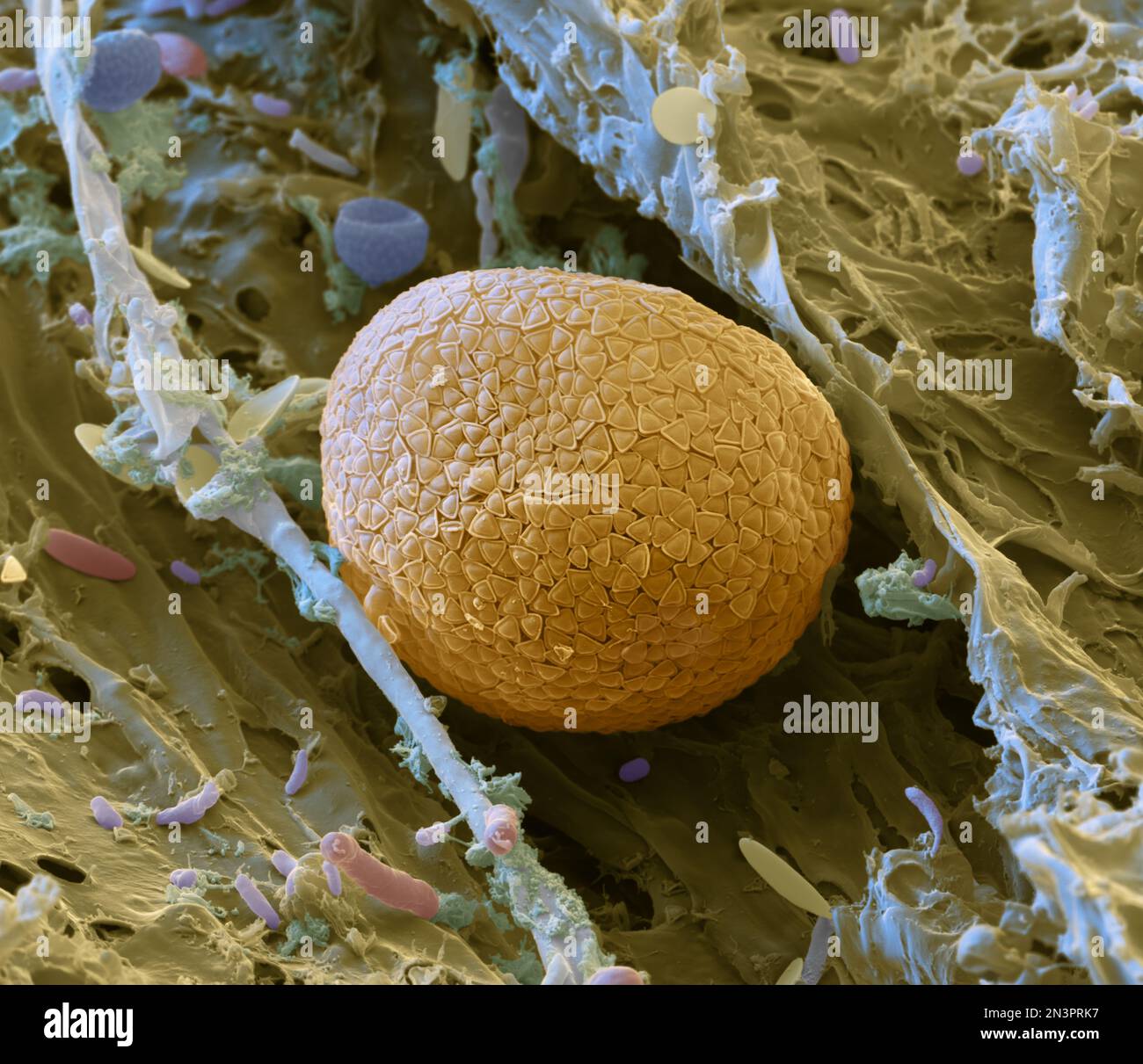 Dormant amoeba, SEM Stock Photo - Alamy