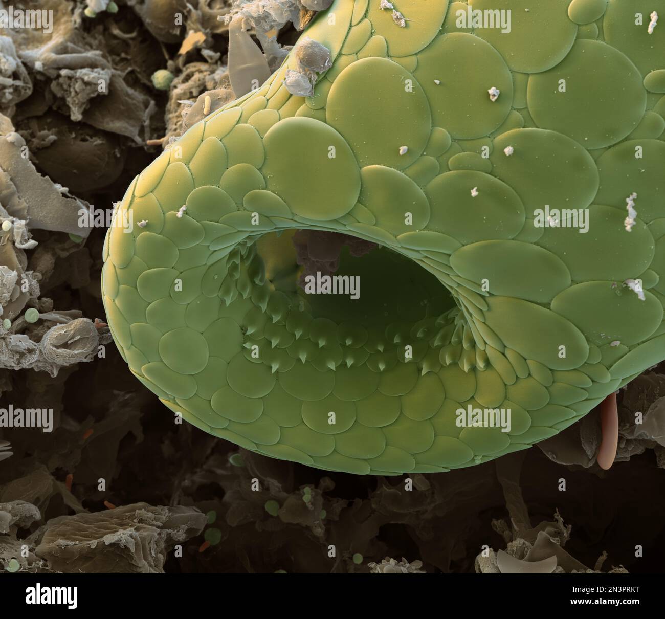 Testate amoeba, SEM Stock Photo - Alamy