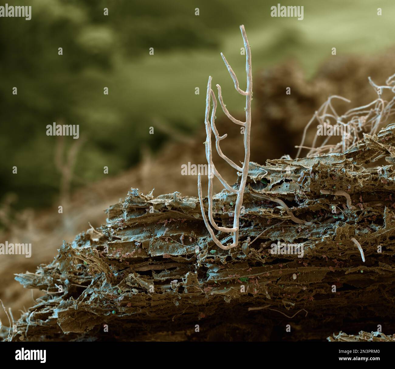 Decomposing wood, SEM Stock Photo - Alamy