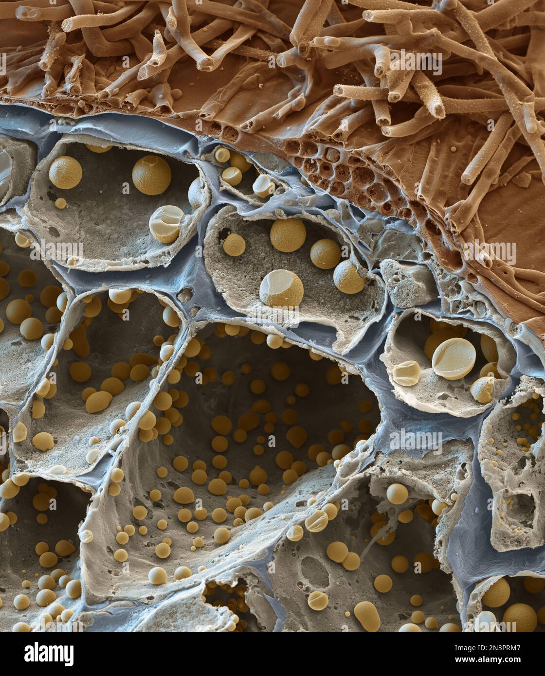 Plant root with ectomycorrhiza, SEM Stock Photo - Alamy