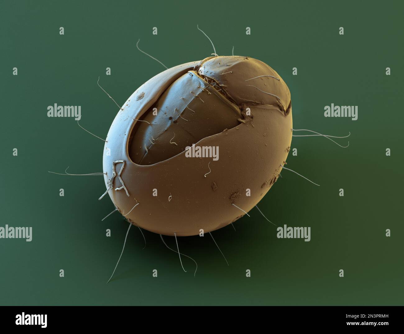 Beetle mite, SEM Stock Photo - Alamy