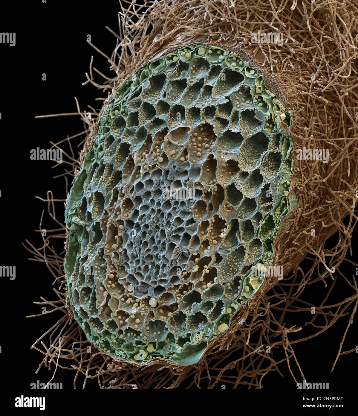 Plant root with ectomycorrhiza, SEM Stock Photo - Alamy