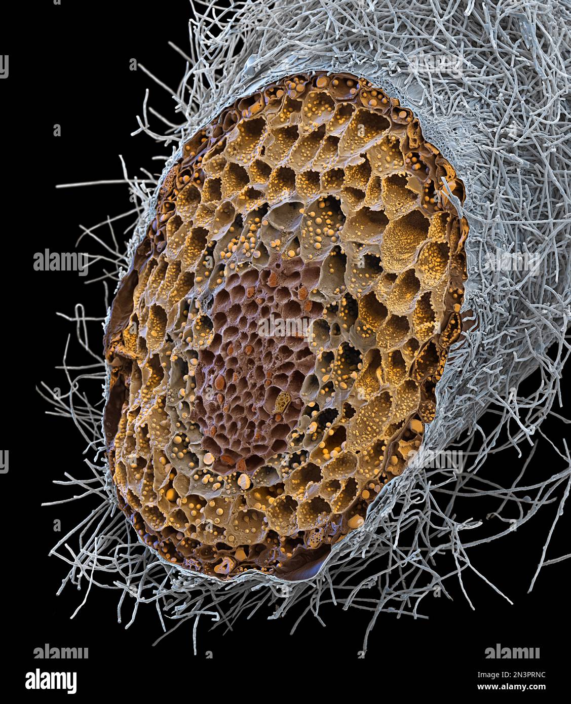 Plant root with ectomycorrhiza, SEM Stock Photo - Alamy
