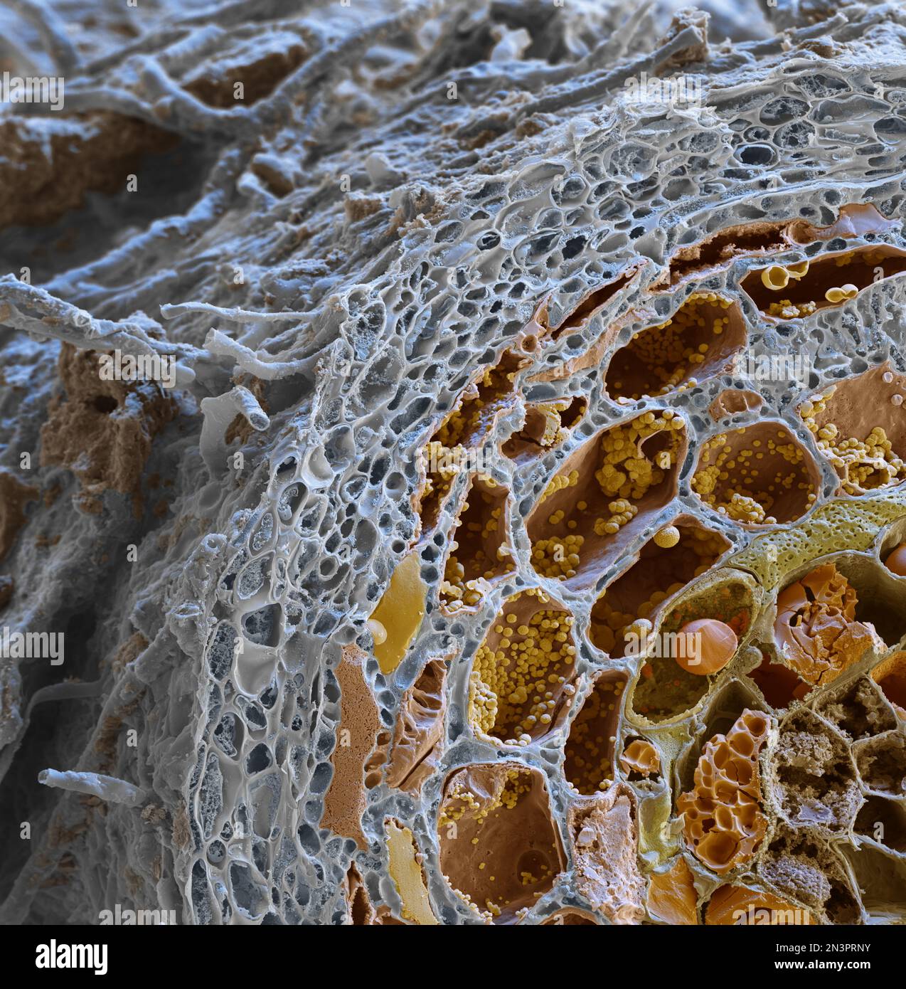 Plant root with ectomycorrhiza, SEM Stock Photo - Alamy