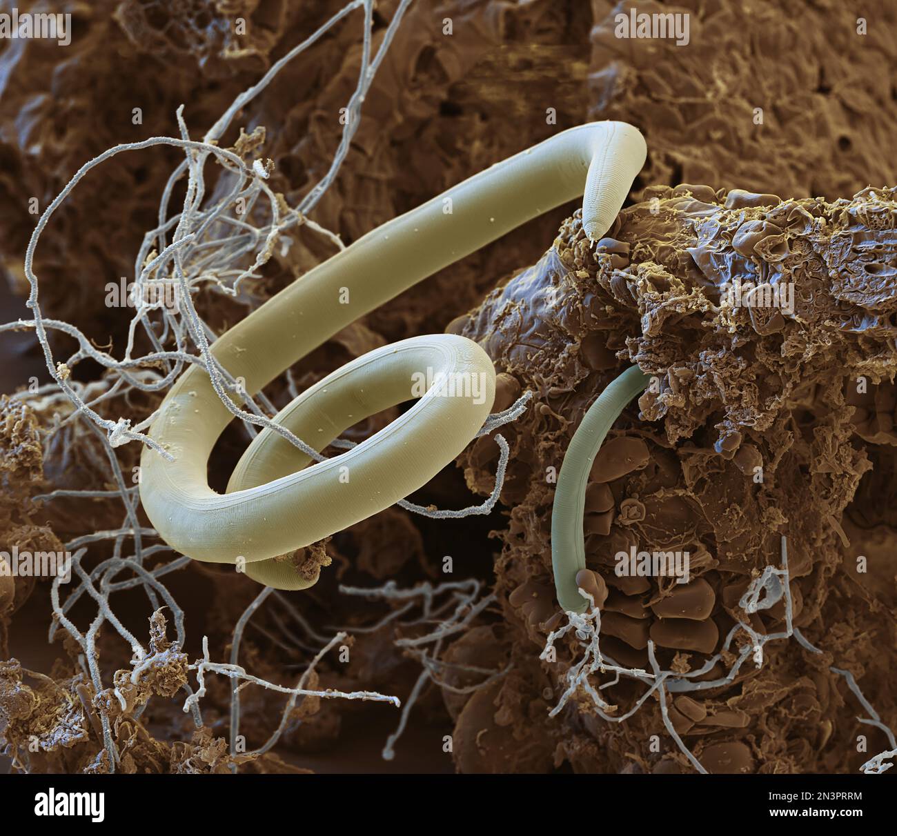 Roundworms and fungi, SEM Stock Photo - Alamy