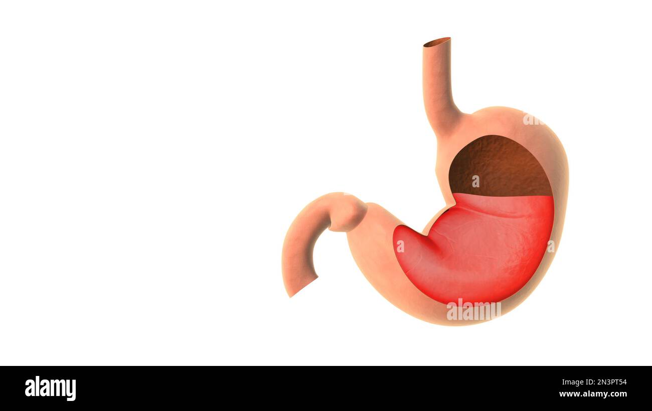 Healthy human stomach with digestive acid Stock Photo - Alamy