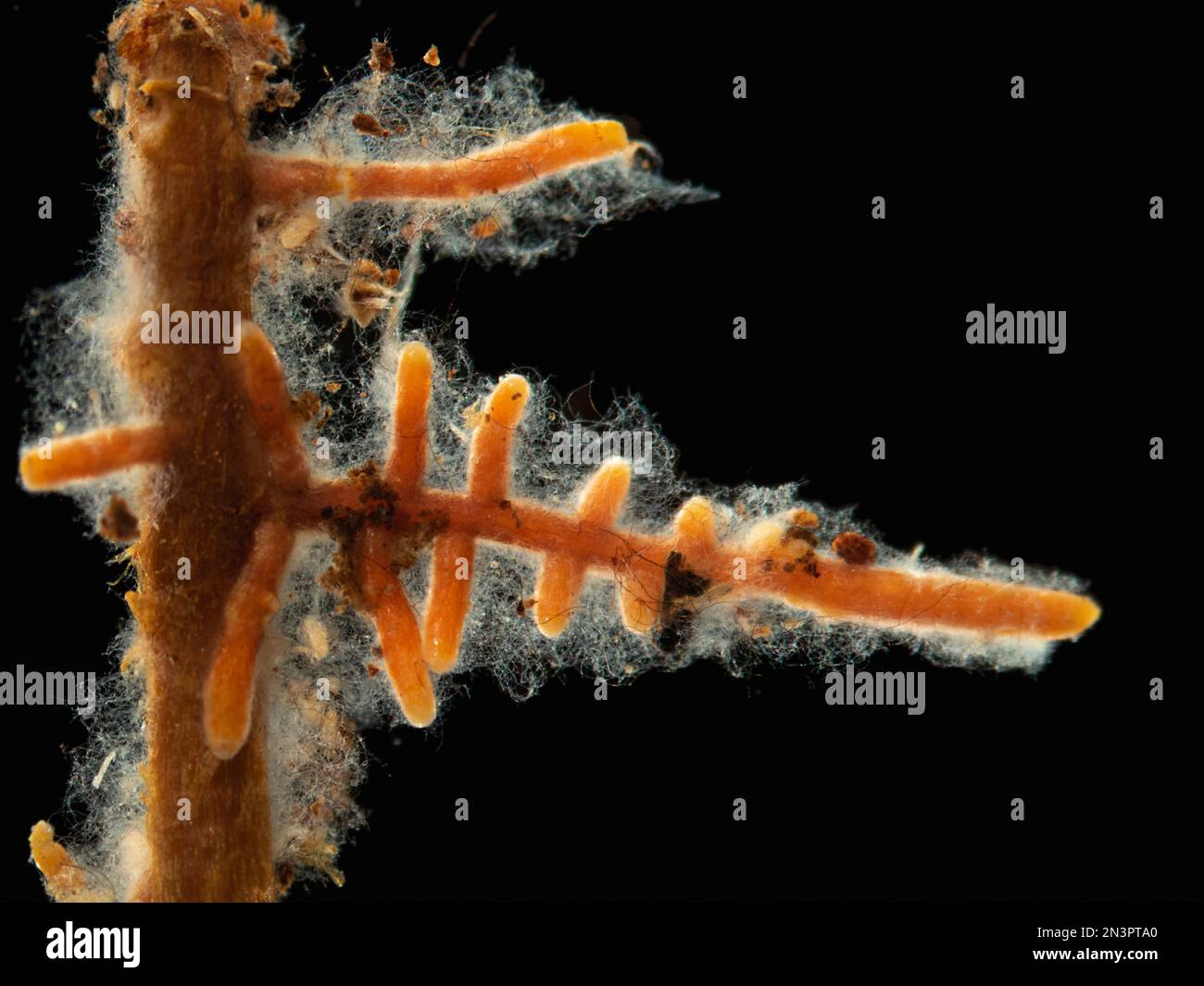 Plant root with ectomycorrhiza, light micrograph Stock Photo - Alamy