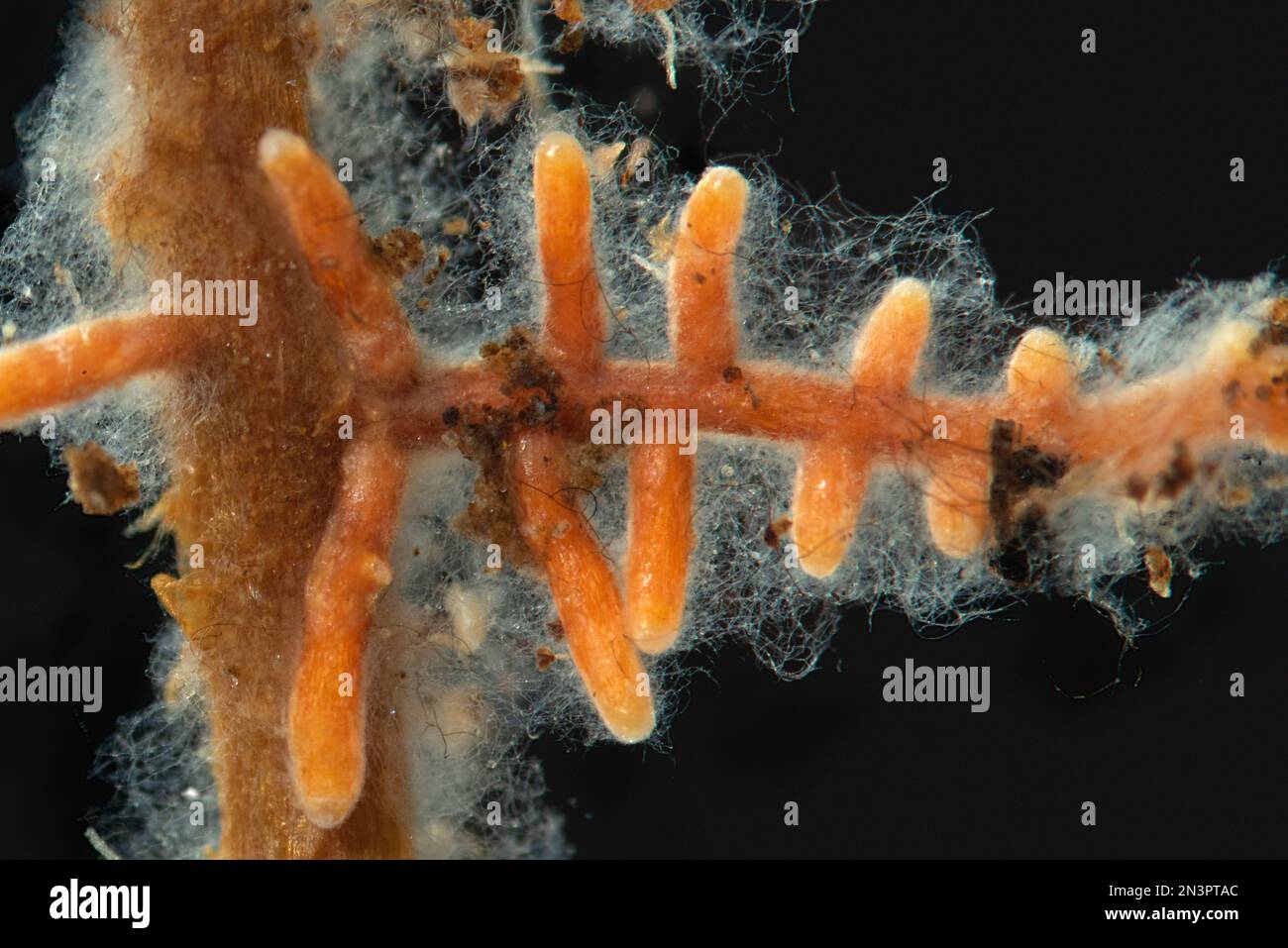Plant root with ectomycorrhiza, light micrograph Stock Photo - Alamy