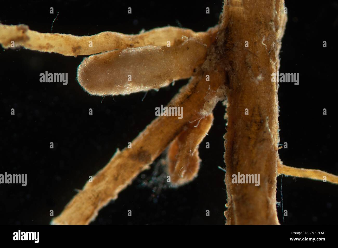 Clover root nodule, light micrograph Stock Photo - Alamy