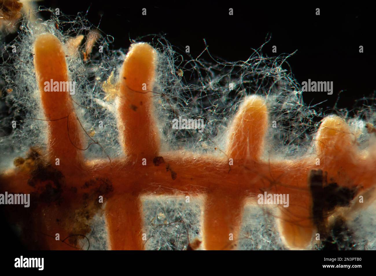 Plant root with ectomycorrhiza, light micrograph Stock Photo - Alamy
