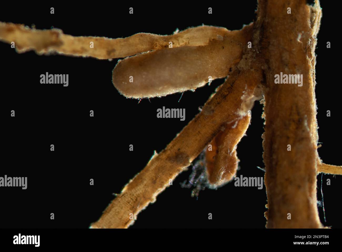 Clover root nodule, light micrograph Stock Photo - Alamy