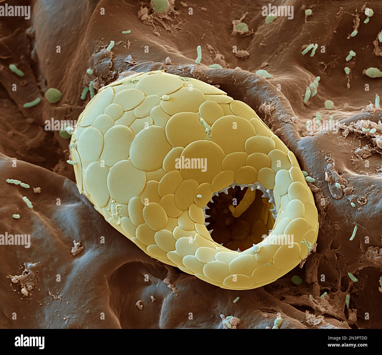 Testate amoeba, SEM Stock Photo - Alamy