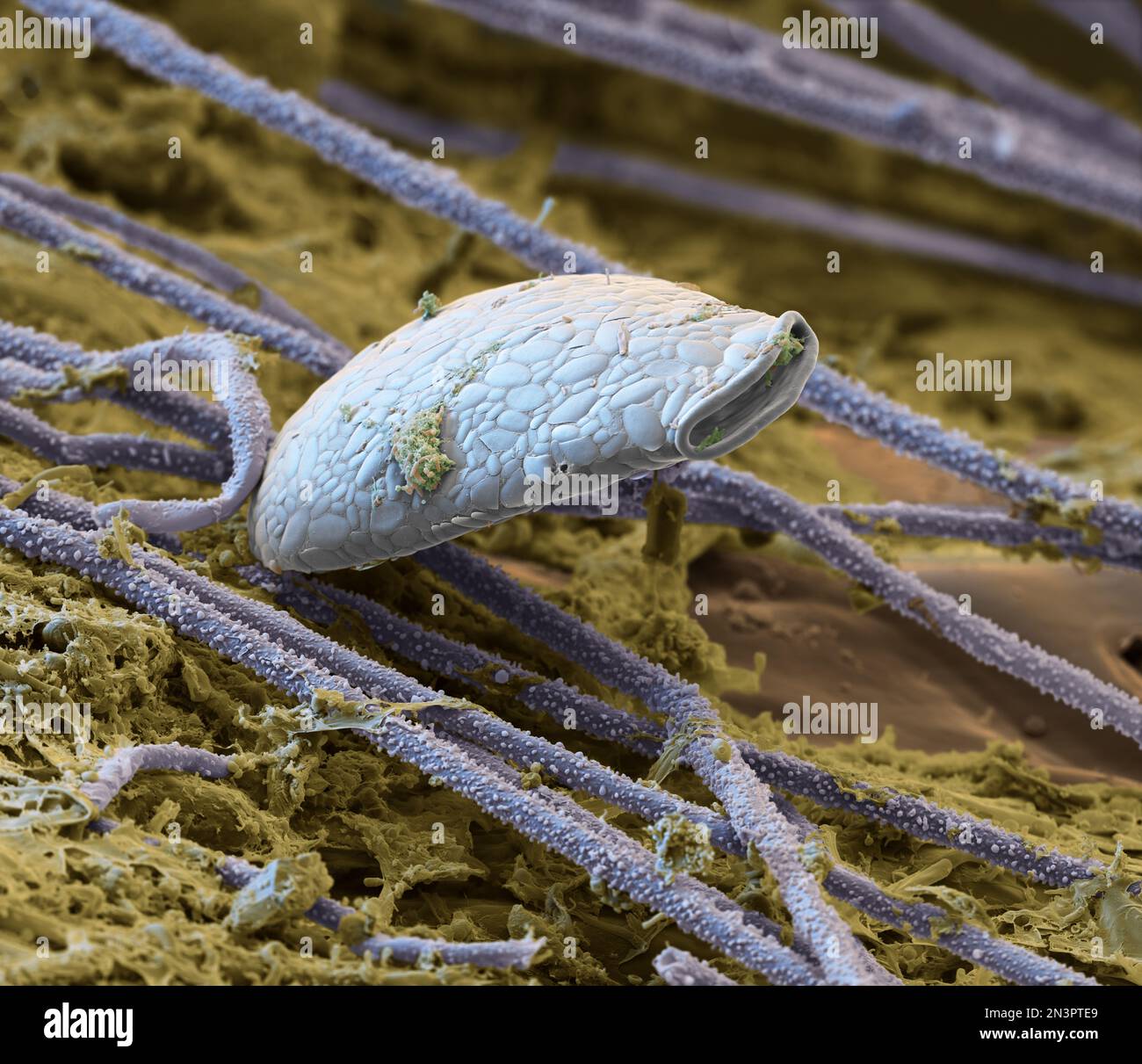 Testate amoeba, SEM Stock Photo - Alamy