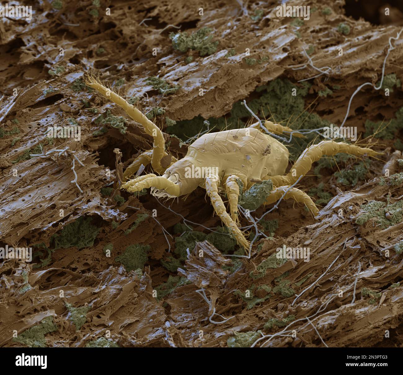 Predatory mite, SEM Stock Photo - Alamy