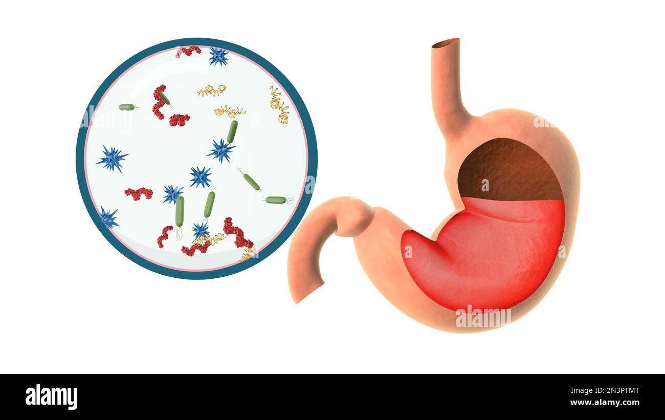 Human body bacteria hi-res stock photography and images - Alamy