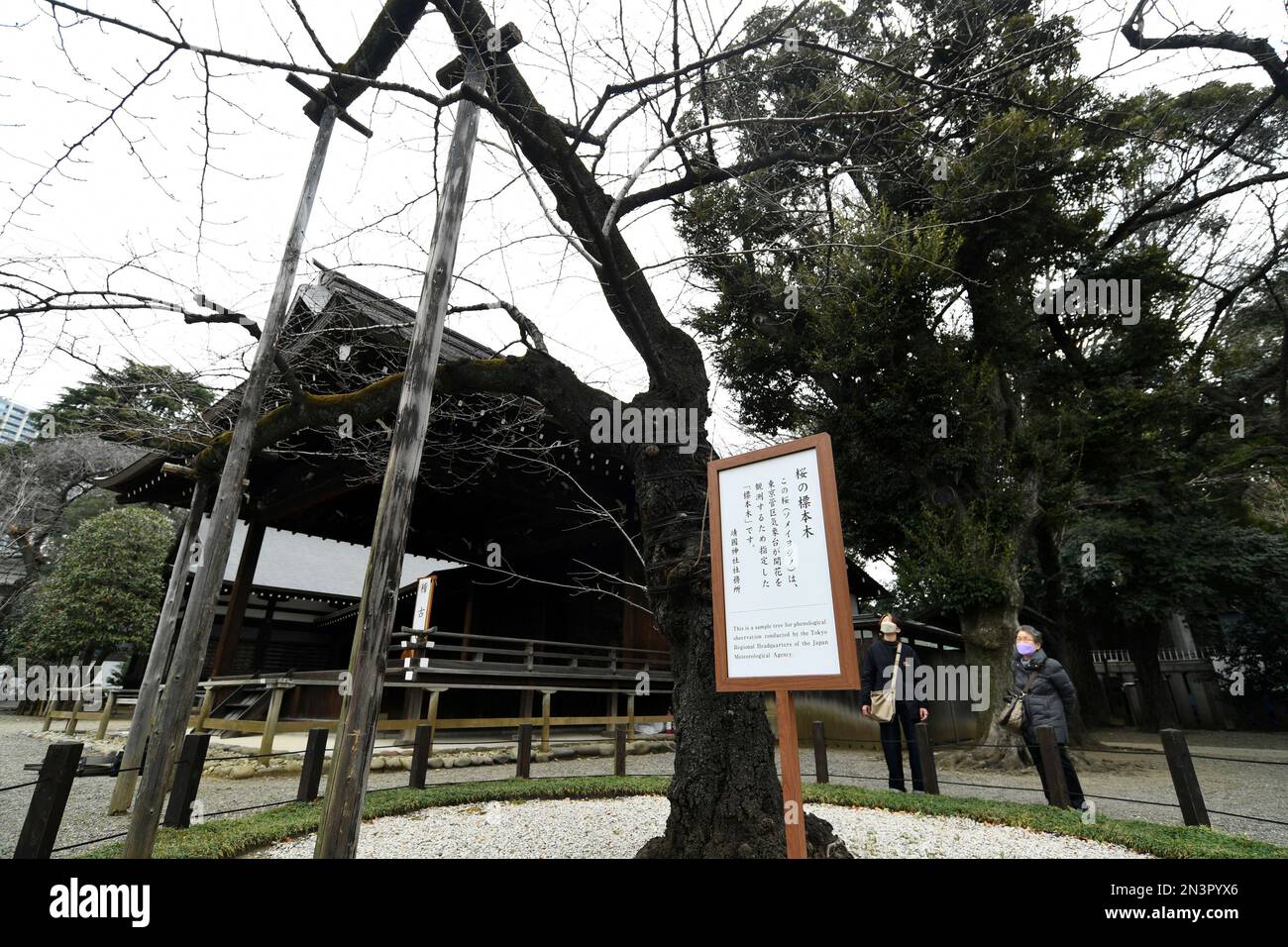 A picture shows the sample tree of cherry blossoms to check its ...