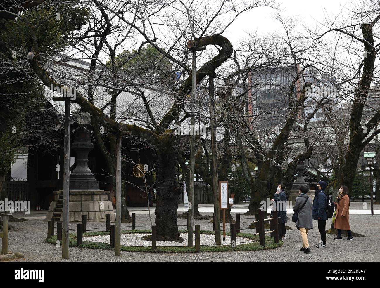 A picture shows the sample tree of cherry blossoms to check its ...