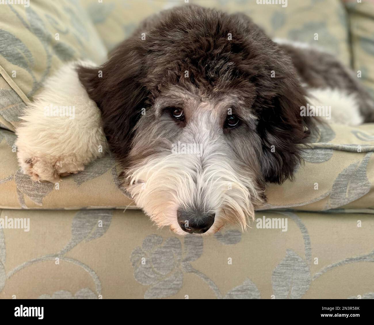 Sheepadoodle dog portrait hi-res stock photography and images - Alamy