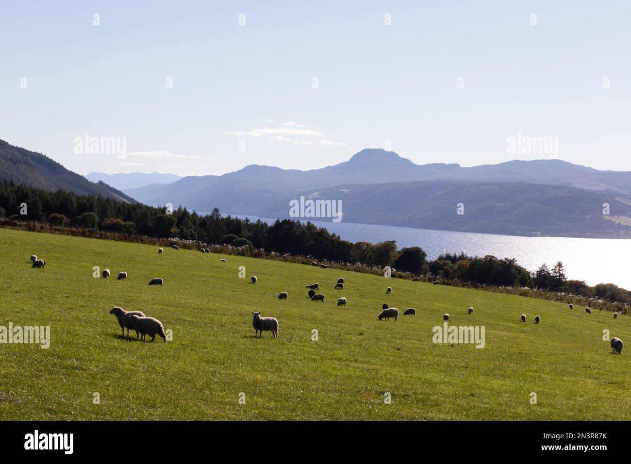 Sheep and Fields over Loch Ness - Scotland Stock Photo - Alamy