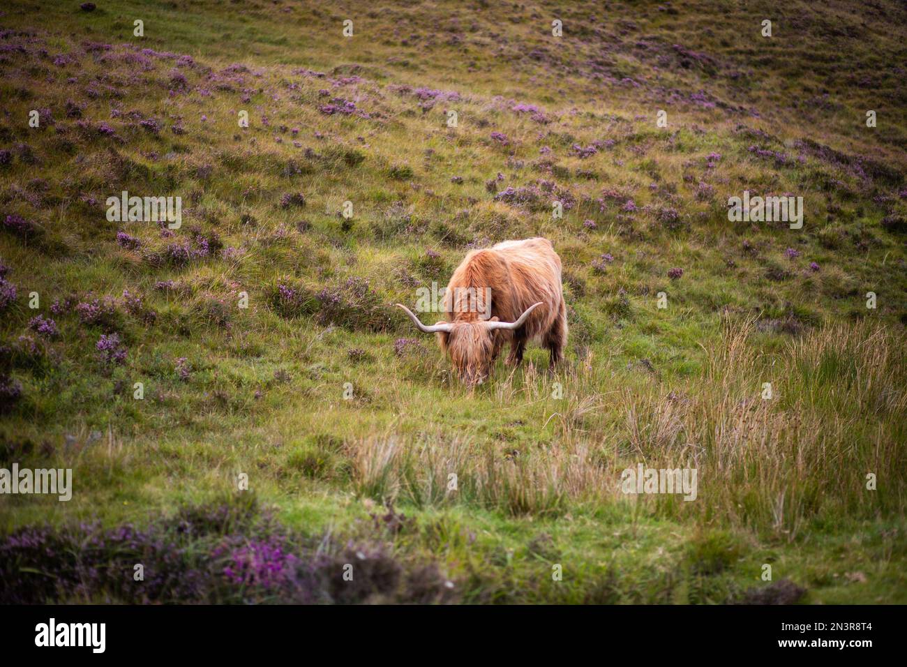 Highland Cow on the Isle of Skye - Scotland Stock Photo - Alamy