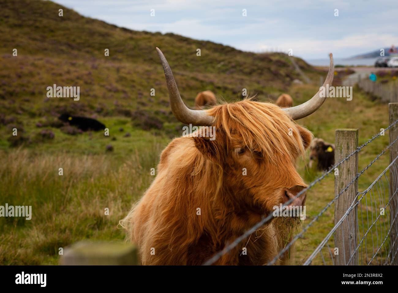 Highland Cow on the Isle of Skye - Scotland Stock Photo - Alamy