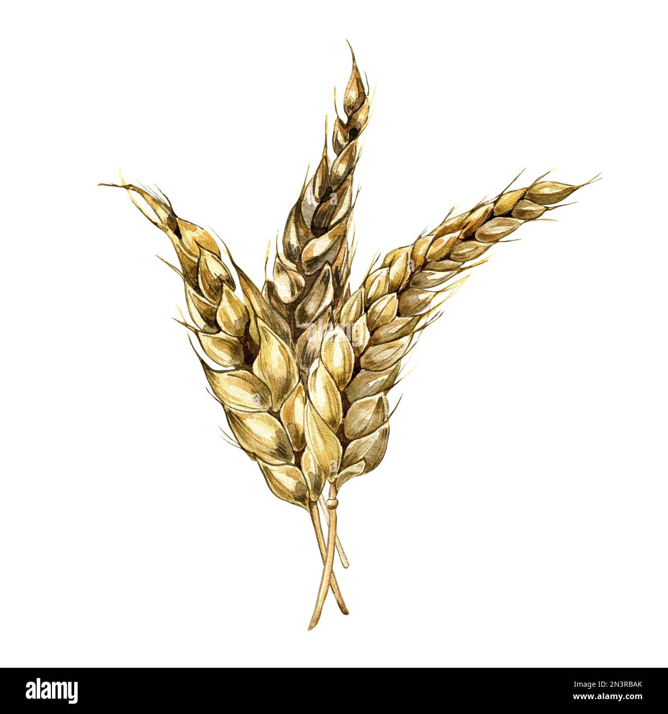 Wheat ear bunch watercolor illustration isolated on white background ...