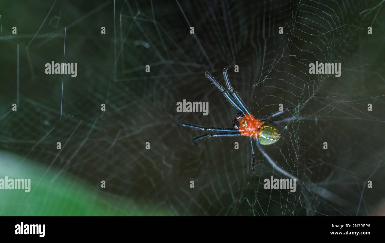 Orb weaver spider (Leucauge venusta) on web, Macro shot of insect and ...