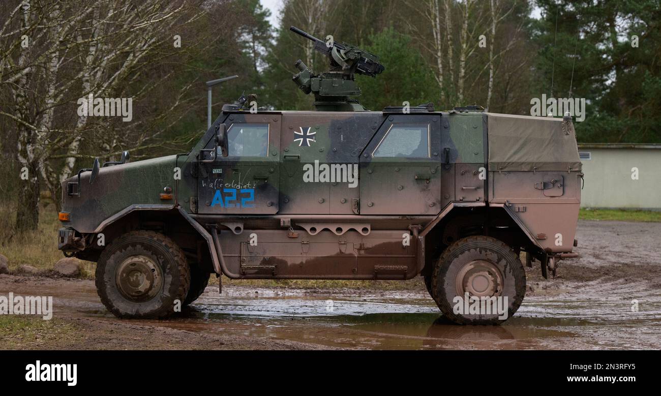 Dingo stands hi-res stock photography and images - Alamy