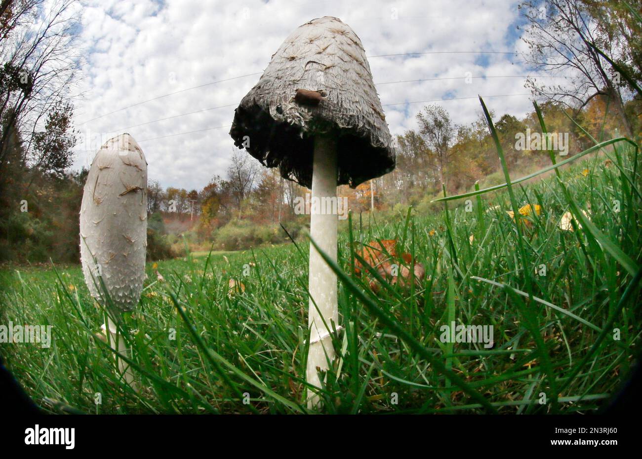 This image made with a fisheye lens shows wild mushrooms growing in a ...