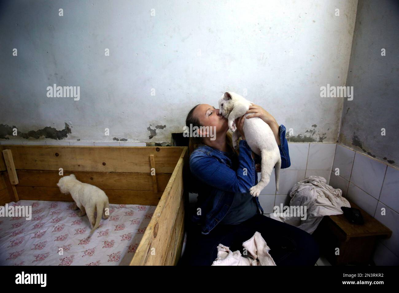 Zookeeper Nadezda Radovic kisses a three week old white lion cub at ...
