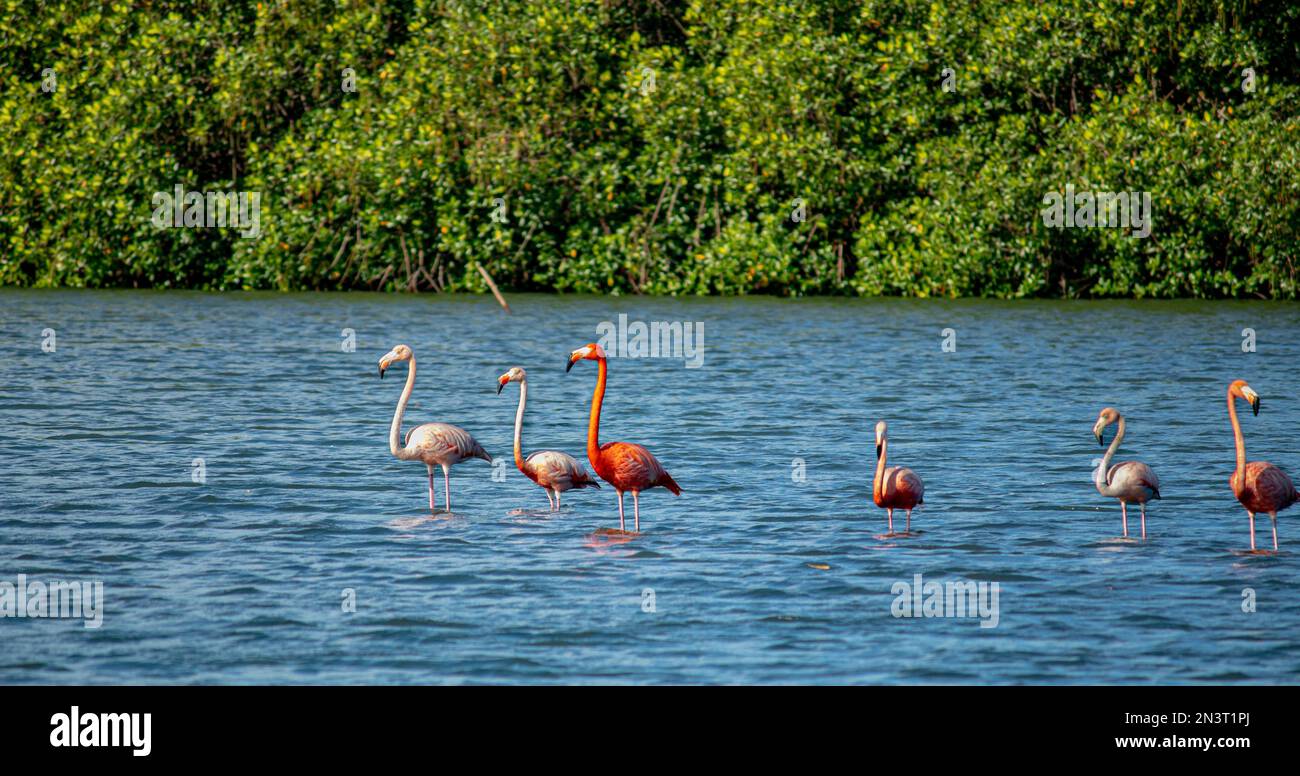A group of flamingos in a river by a mangrove Stock Photo - Alamy