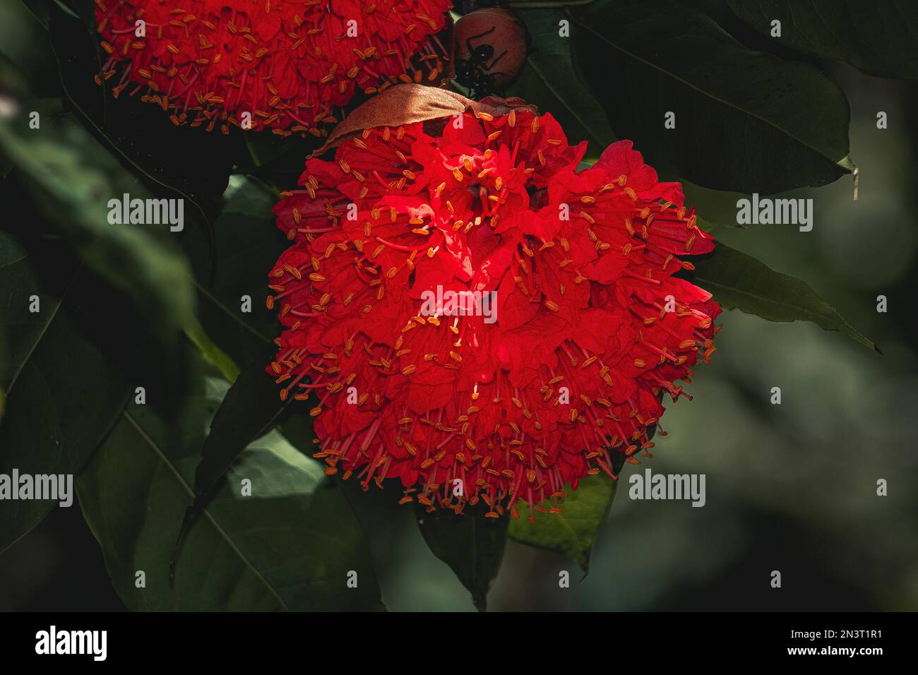 Scarlet flame tree hi-res stock photography and images - Alamy