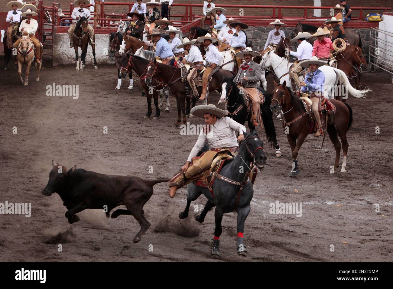 In this Sept. 14, 2014 photo, a charro or Mexican cowboy, attempts to ...