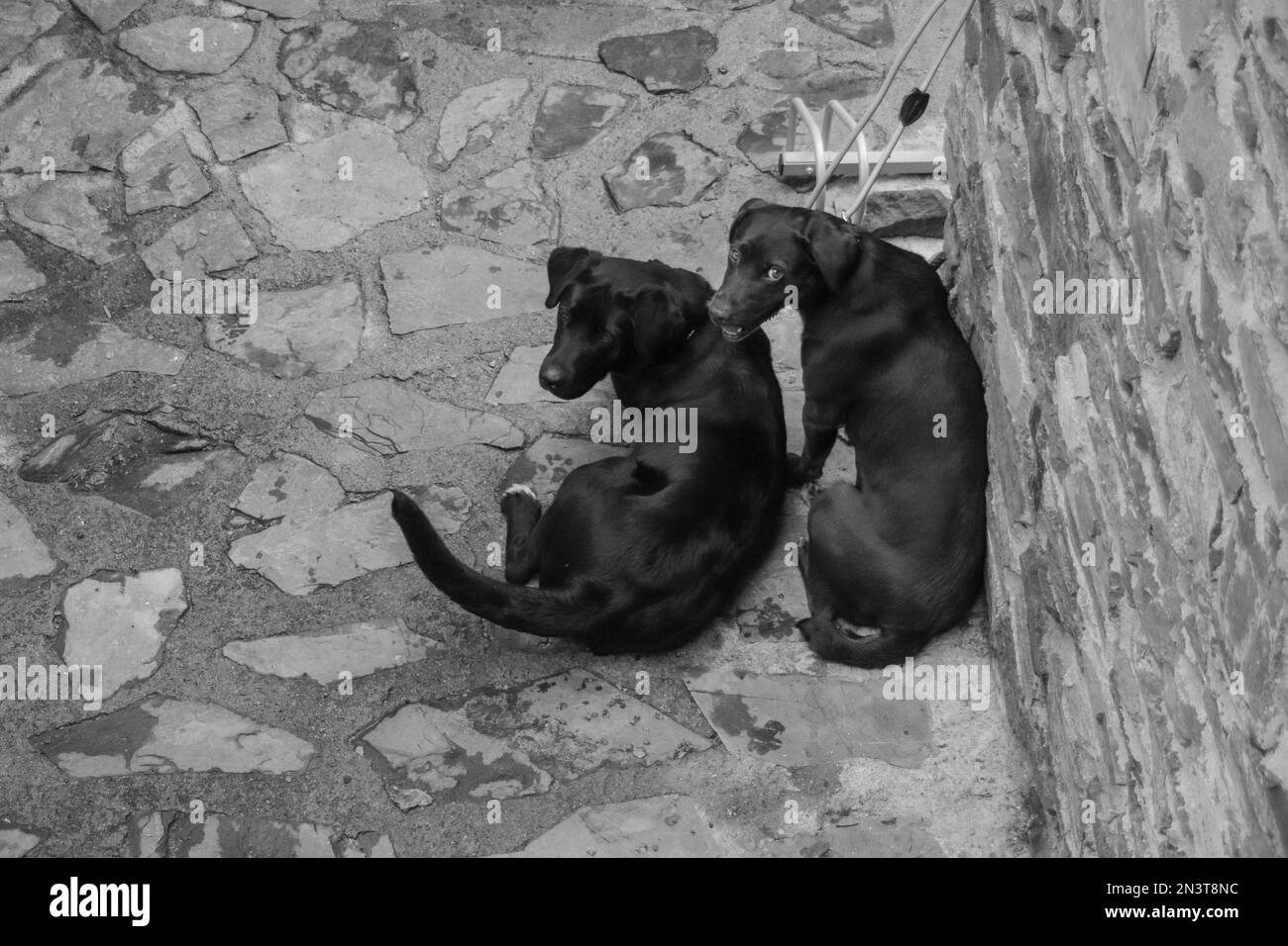 Two labrador retriever Black and White Stock Photos & Images - Alamy