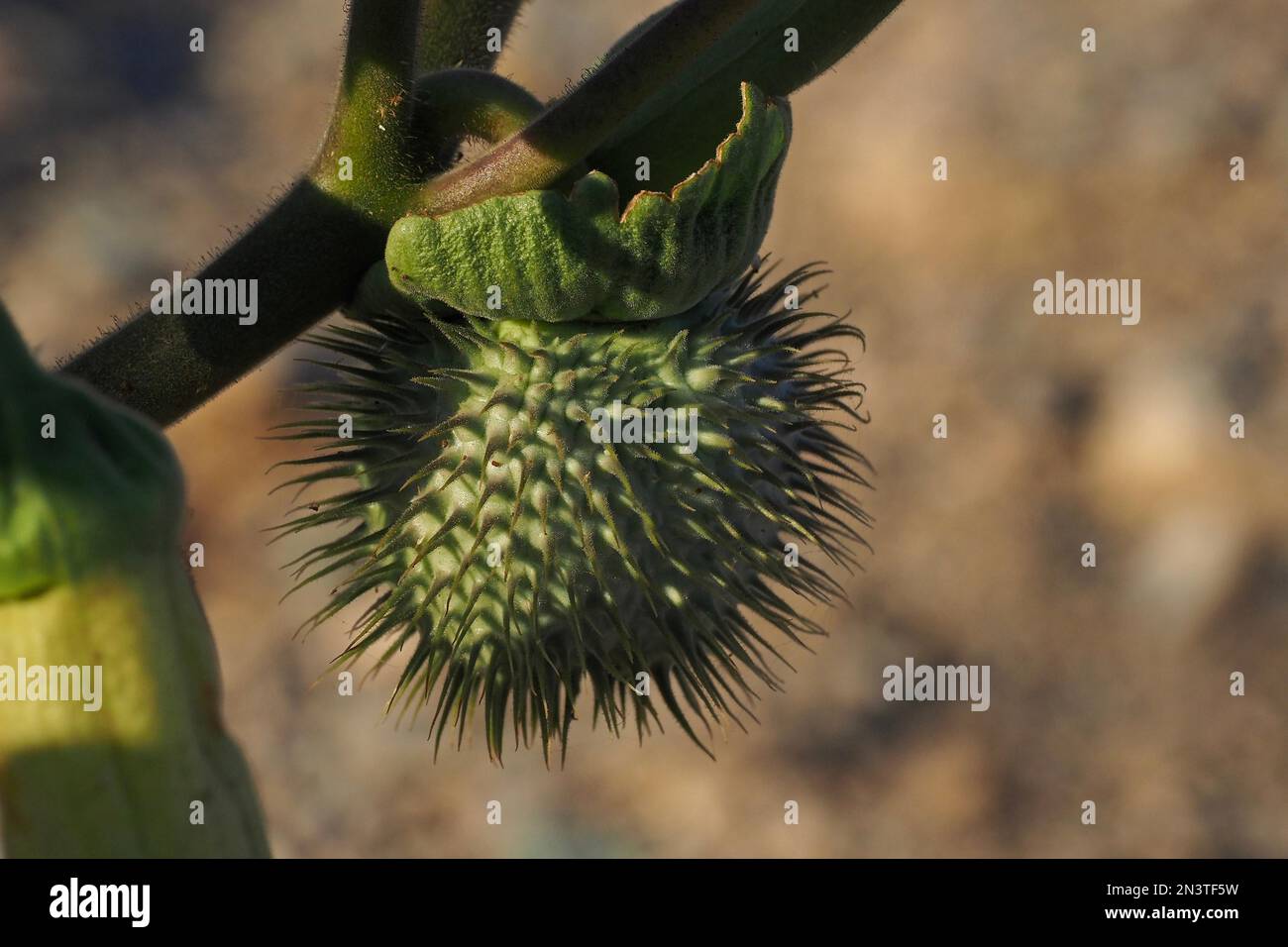 Fruit capsule of thorny (datura), annual, poisonous plant, Solanaceae ...