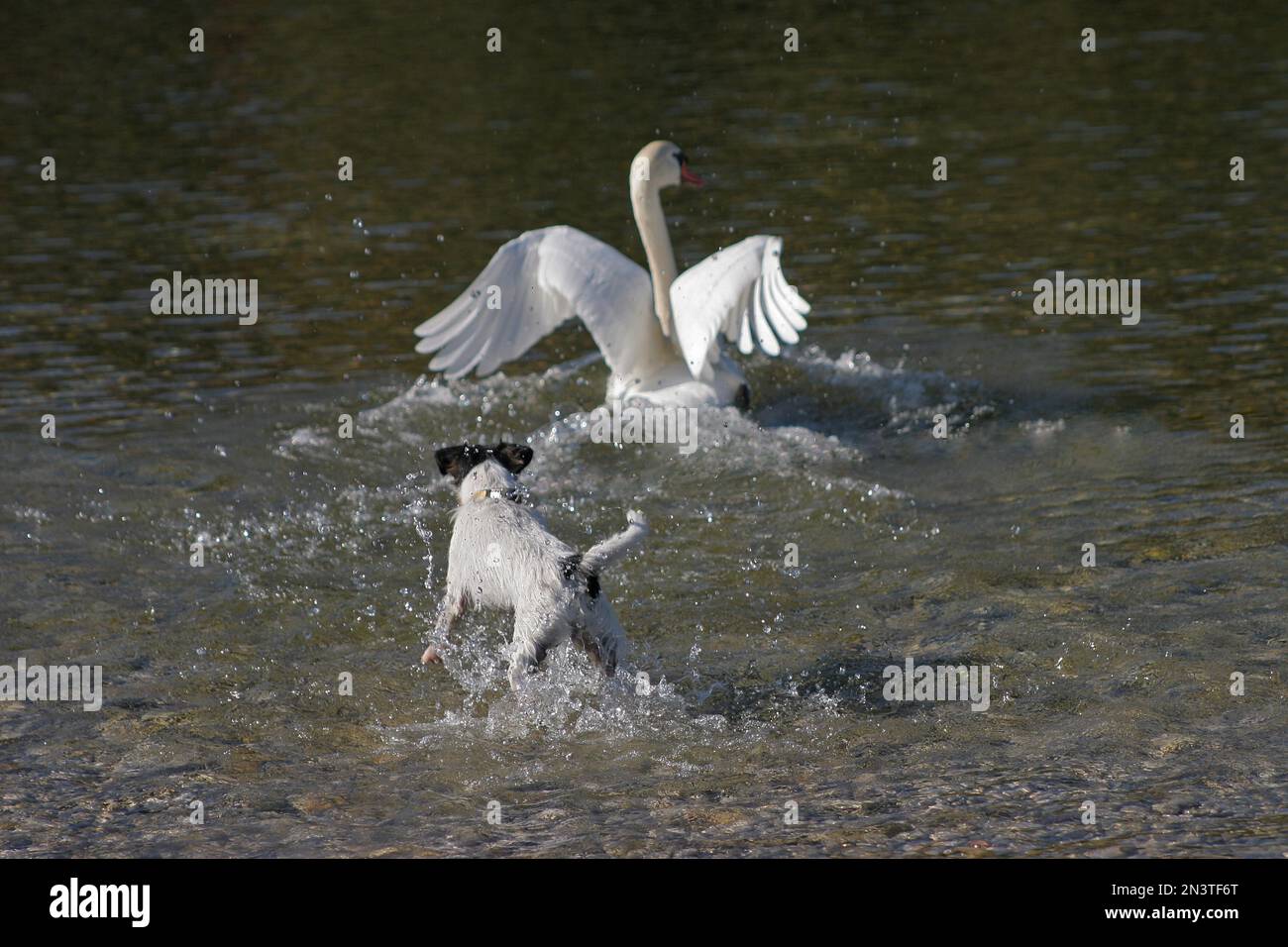 Swan and dog hi-res stock photography and images - Alamy