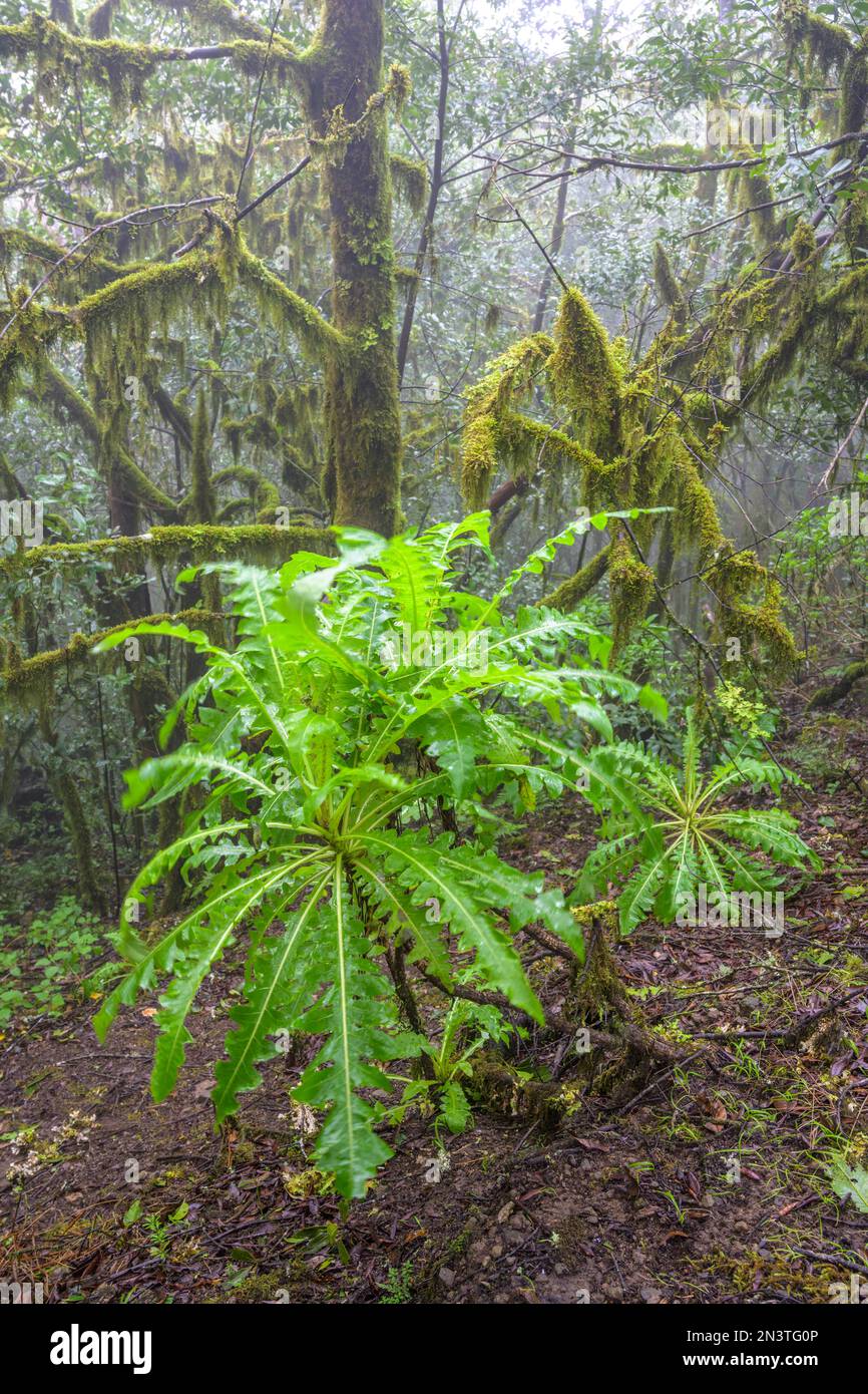 sow thistle (Sonchus canariensis) and laurel forest, Hermigua, La ...