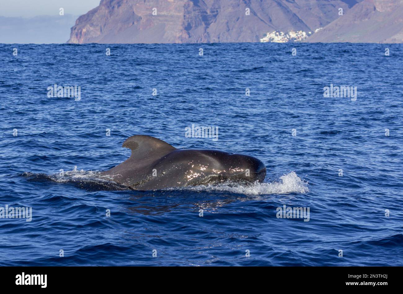 Long-finned pilot whale (Globicephala melas) in the background Valle ...