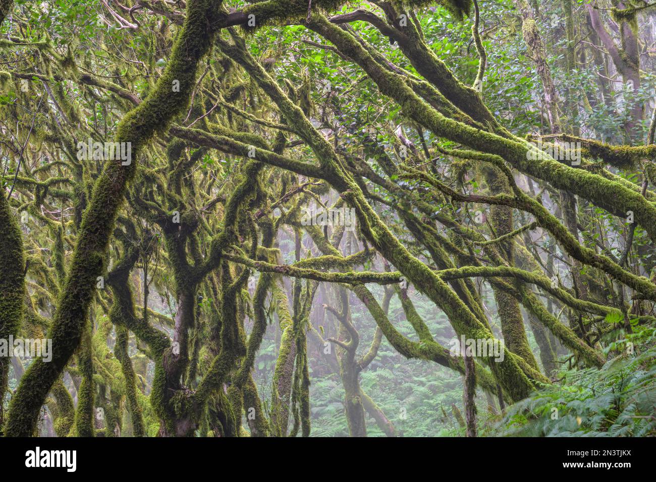 Epina la gomera hi-res stock photography and images - Alamy