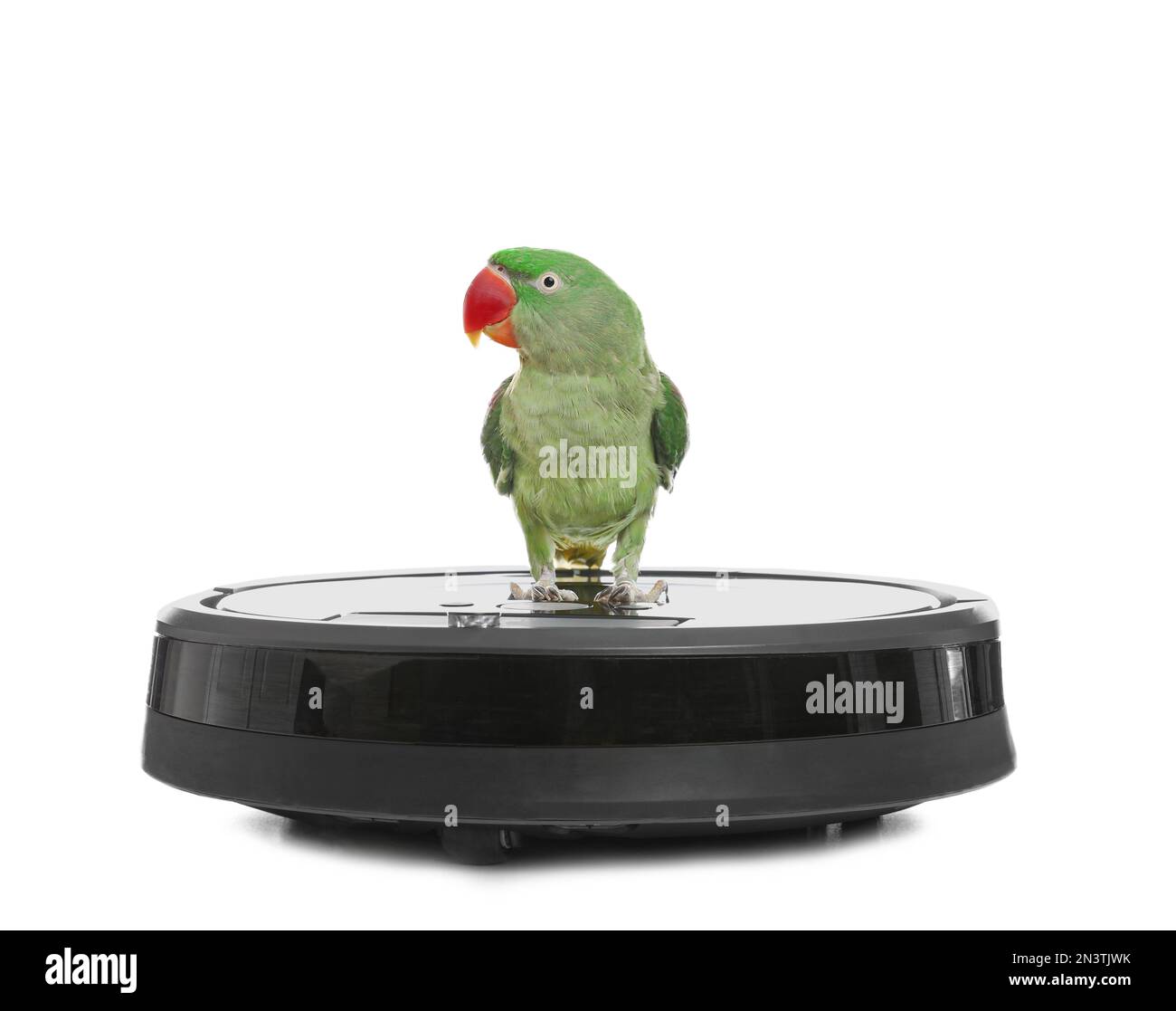 Modern robotic vacuum cleaner and Alexandrine parakeet on white ...