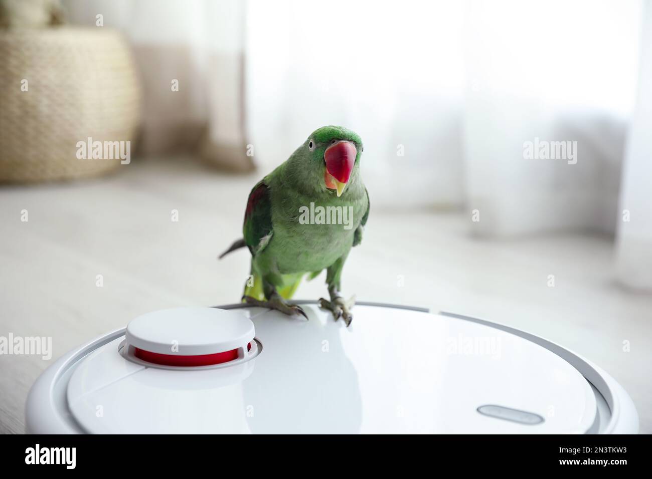 Modern robotic vacuum cleaner and Alexandrine parakeet on floor indoors ...
