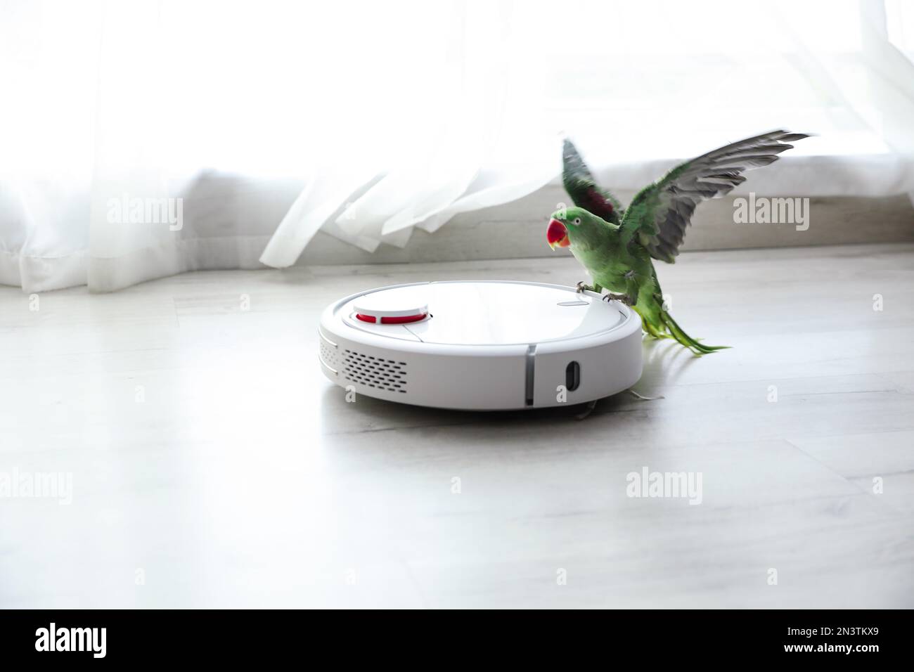 Modern robotic vacuum cleaner and Alexandrine parakeet on floor indoors ...