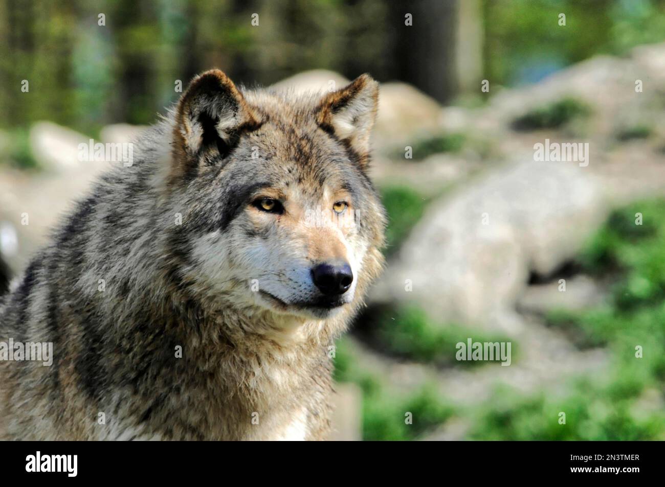 Mackenzie valley wolves (Canis lupus occidentalis), Captive, Germany ...