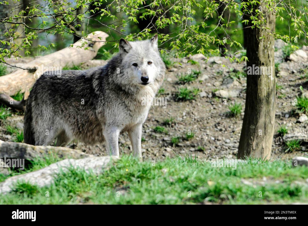 Mackenzie valley wolves (Canis lupus occidentalis), Captive, Germany ...