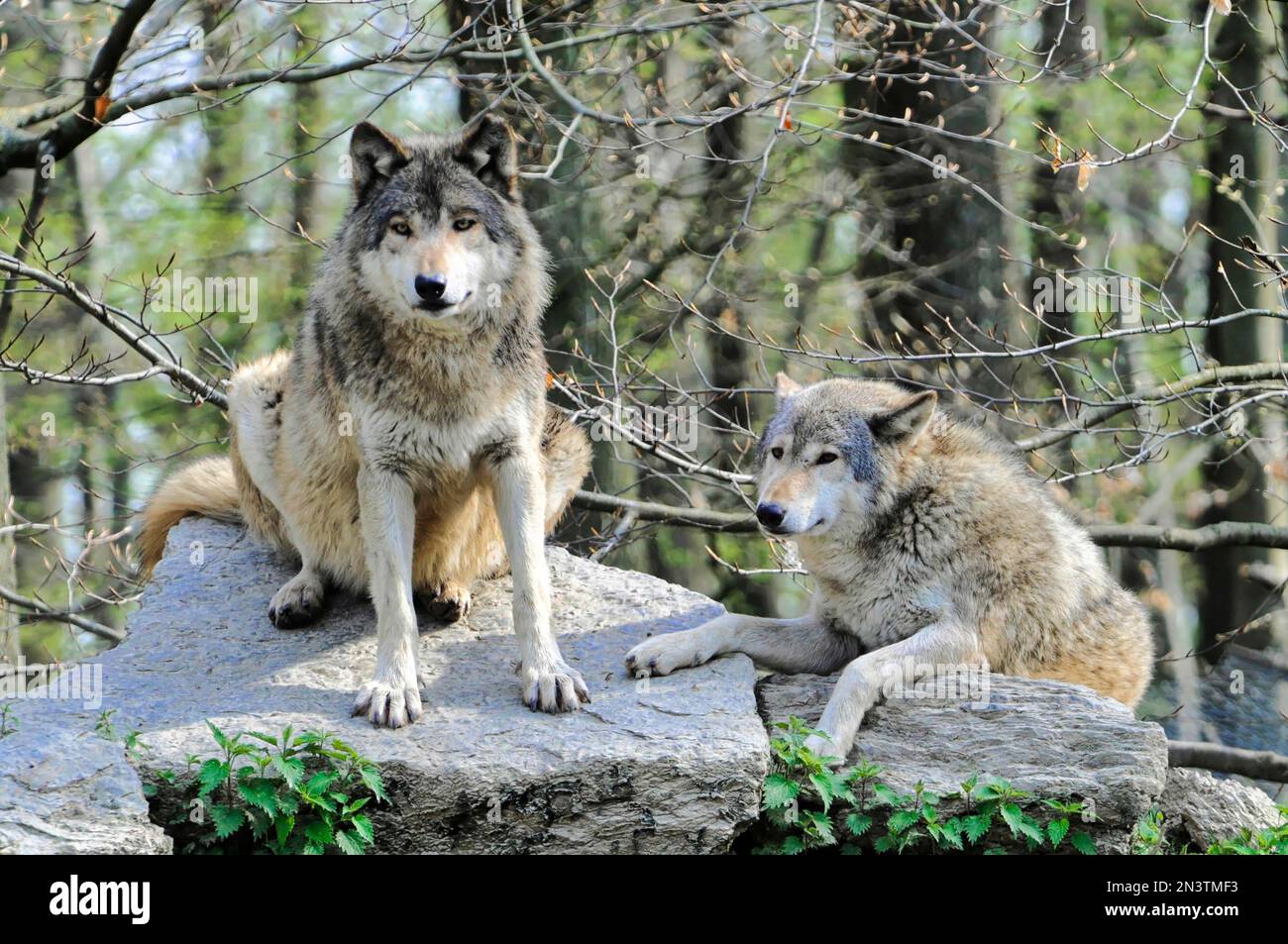 Mackenzie valley wolves (Canis lupus occidentalis), Captive, Germany ...