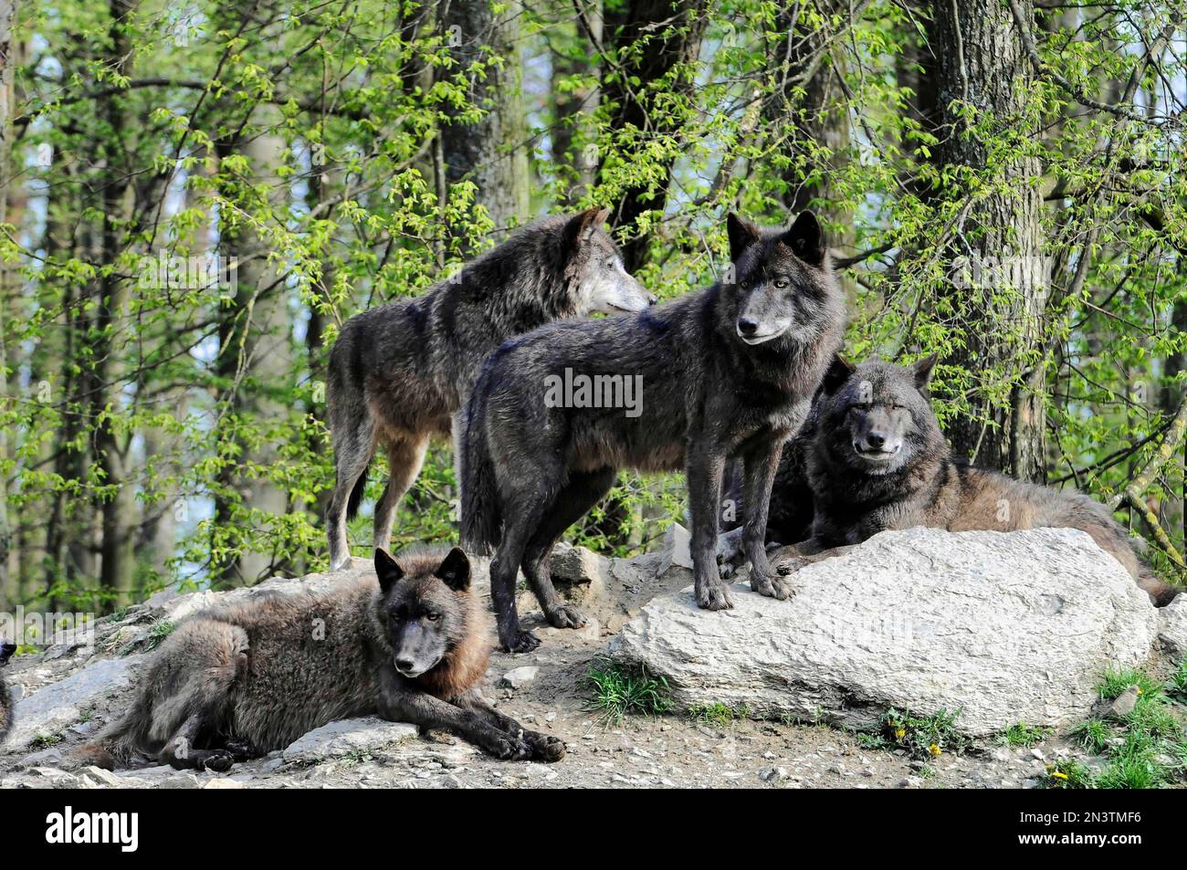 Mackenzie valley wolves (Canis lupus occidentalis), Captive, Germany ...