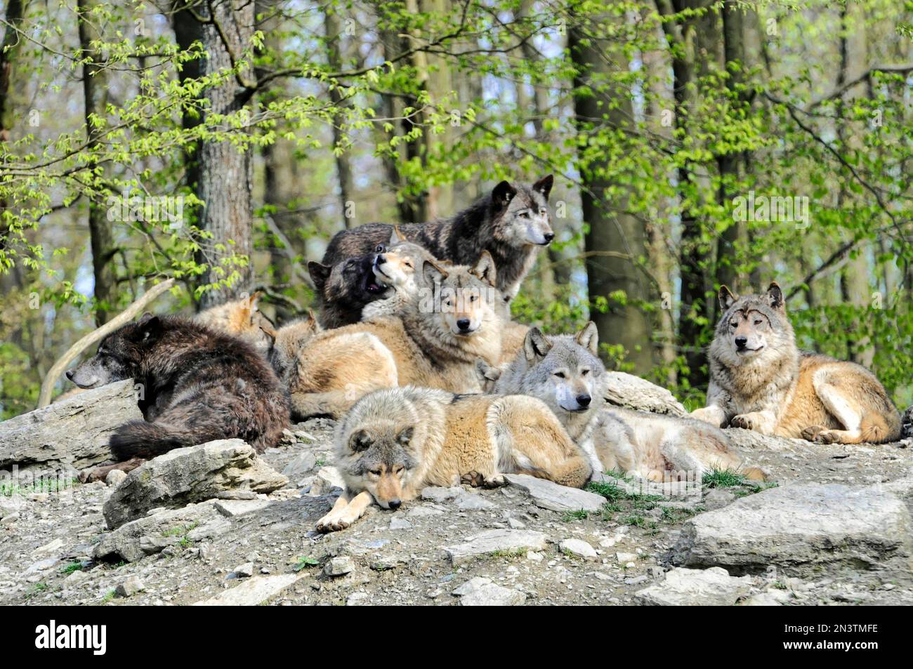 Mackenzie valley wolves (Canis lupus occidentalis), Captive, Germany ...