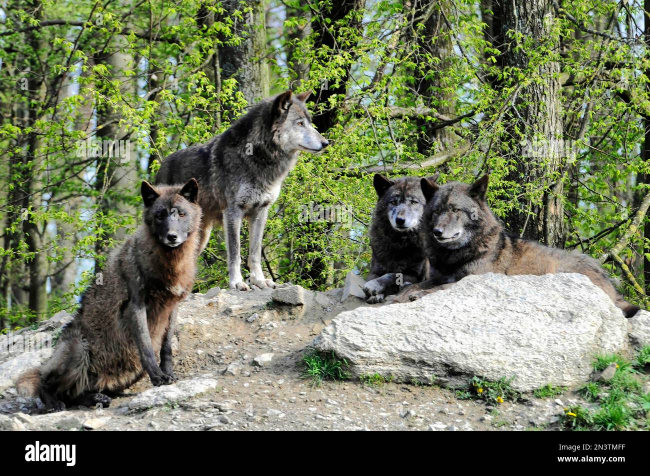 Mackenzie valley wolves (Canis lupus occidentalis), Captive, Germany ...